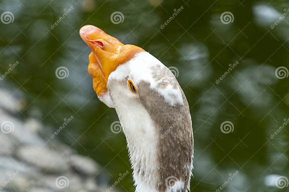 Back view of a goose head stock photo. Image of beak - 145760694
