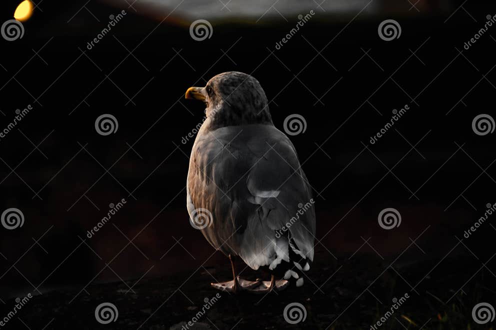 Back View of a Gray Seagull on a Black Background Stock Photo - Image ...