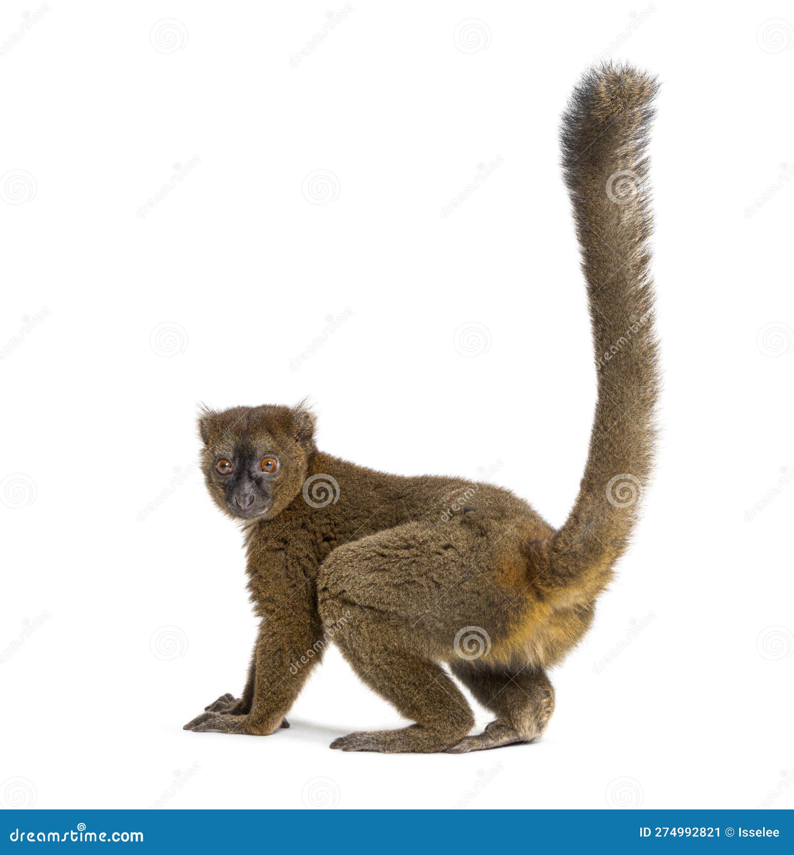 The Greater Bamboo Lemur Prolemur Simus, Also Known As The Broad-nosed ...