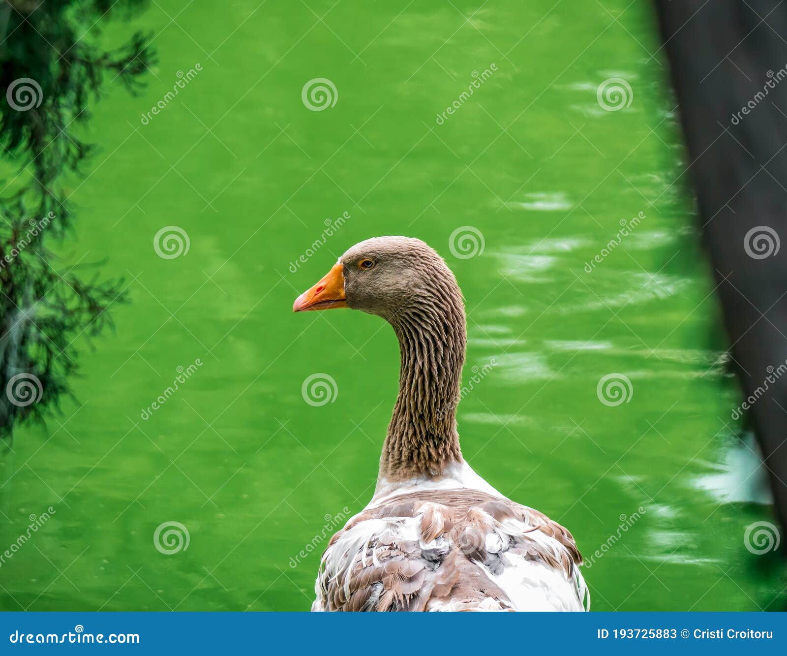 Back View of a Greylag Goose with Green Turquoise Water in the ...