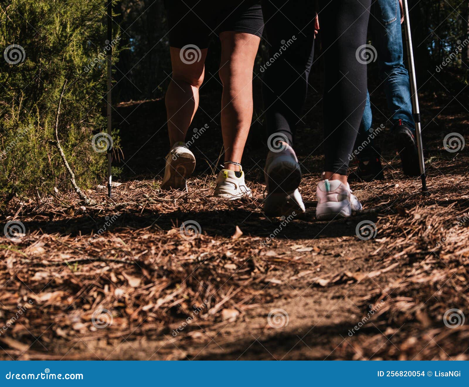 Group Trekking through the Forest Stock Photo - Image of backpacker ...