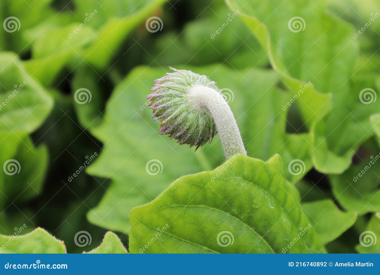 Back View of the Hairy Gerbera Bud Stock Photo - Image of plants ...