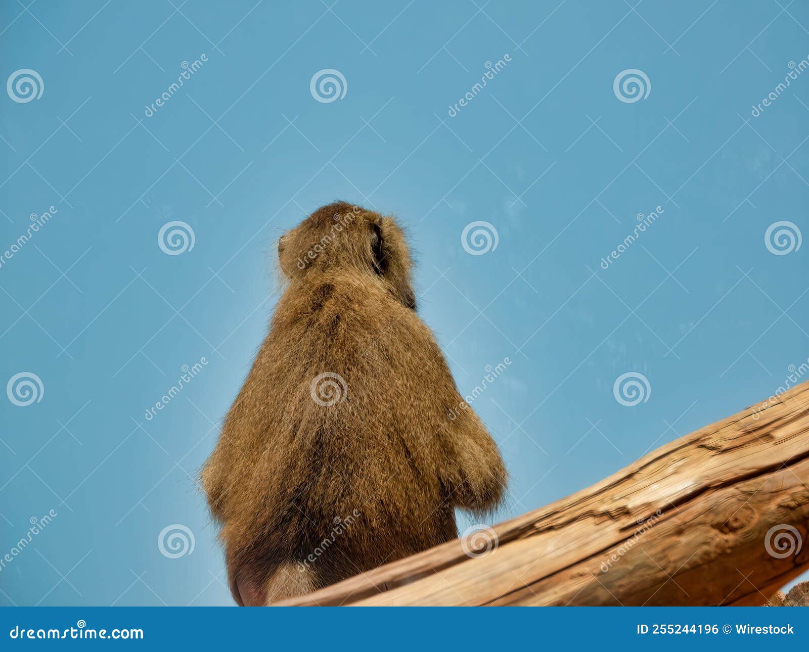 Back View of a Hairy Monkey with Bokeh Background Stock Photo - Image ...