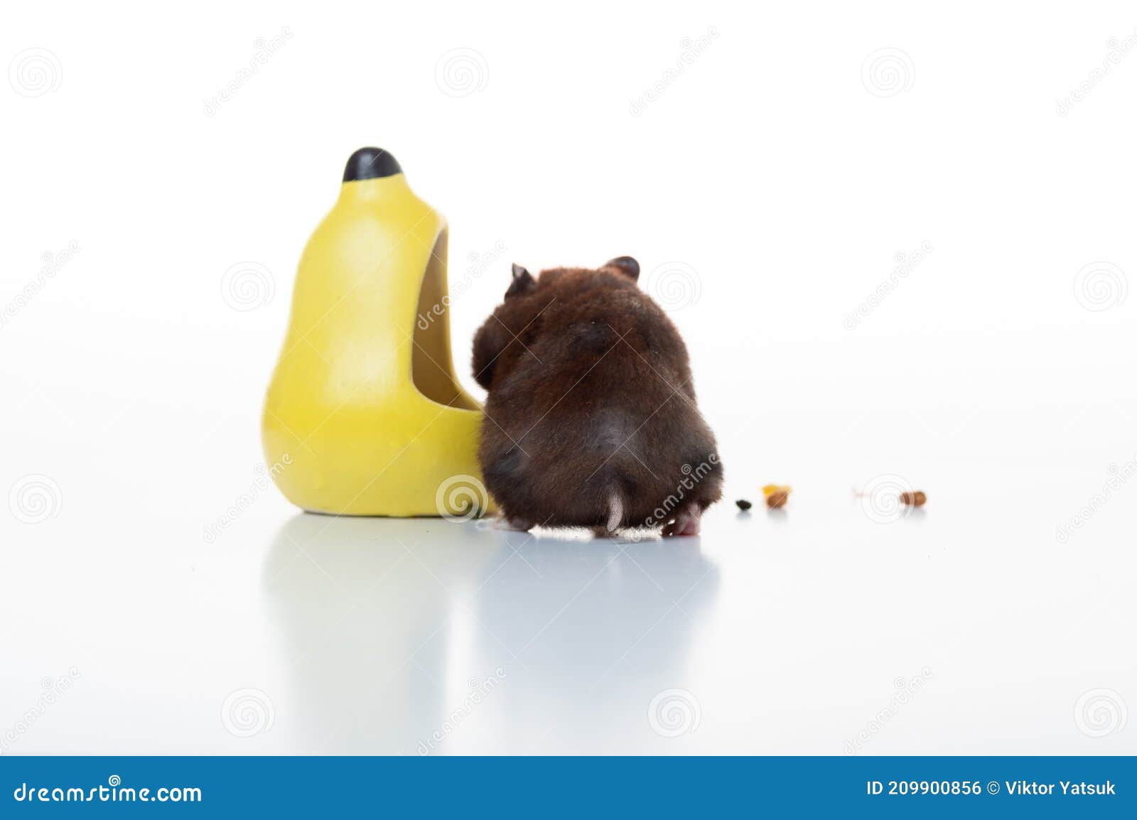 Back View of the Hamster. the Tail of a Domestic Hamster Stock Photo ...