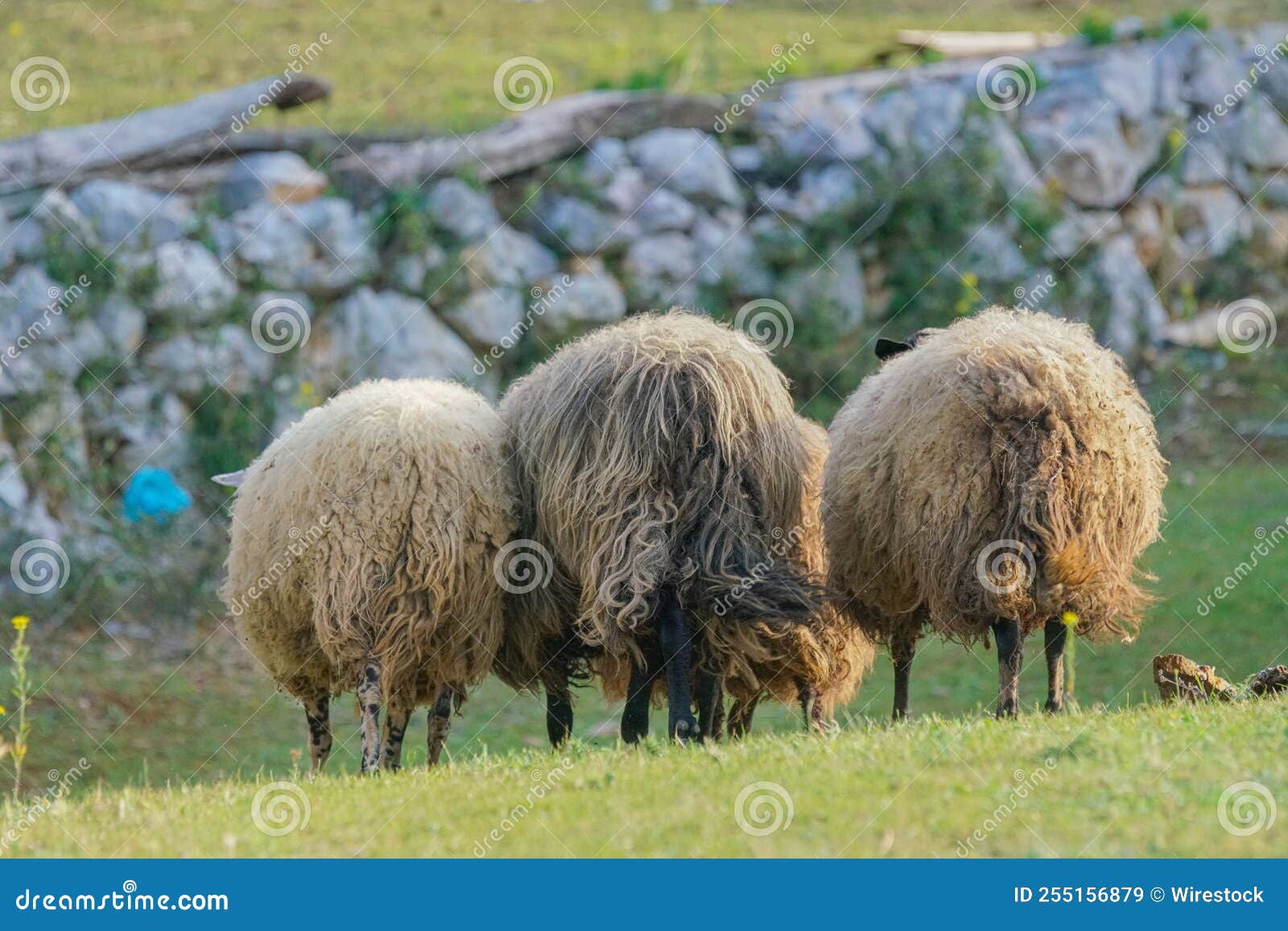 Back View of a Herd of Sheep Grazing on a Field Stock Image - Image of ...