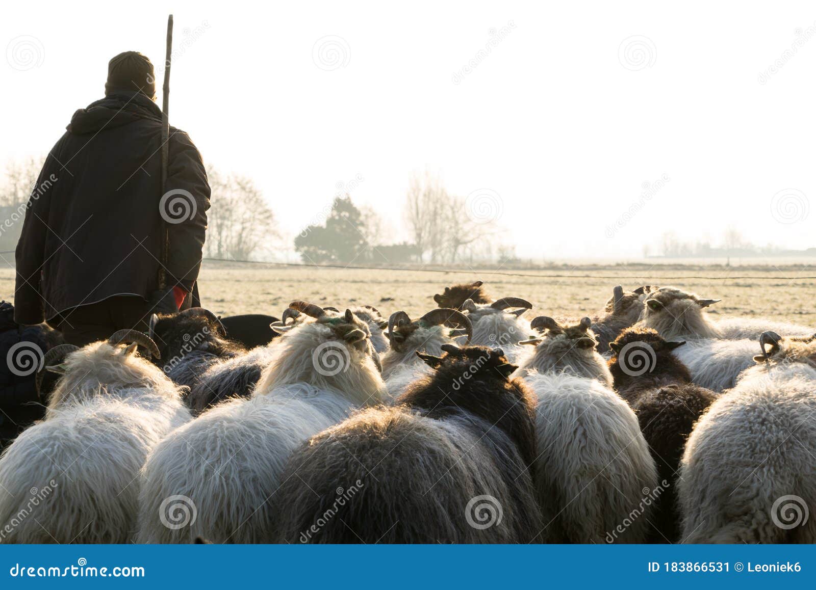 Back Lit Sheep Lying Down Facing Camera Stock Photography ...