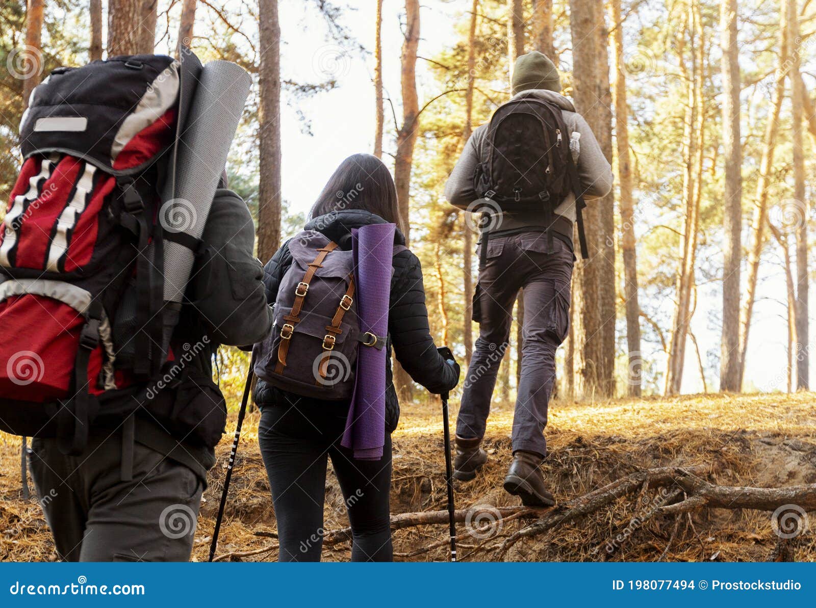 Back View of Hikers Exploring Forest Together Stock Photo - Image of ...