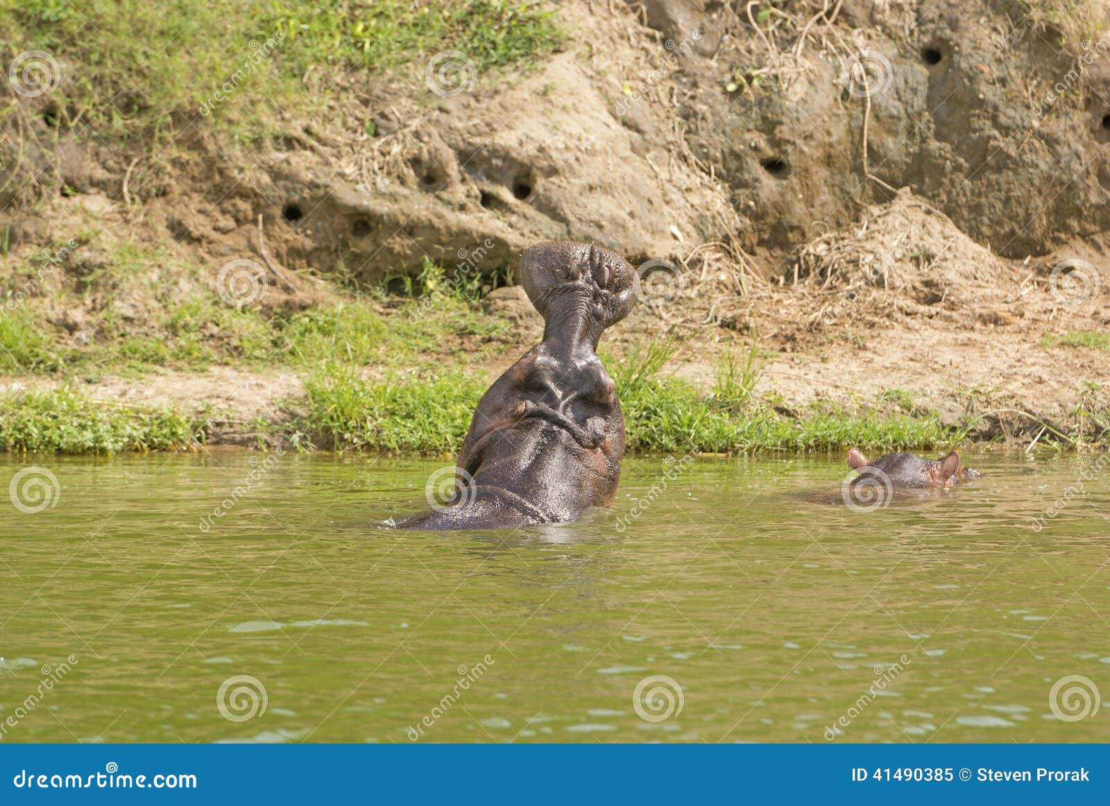 Back View of a Hippo Yawn stock image. Image of national - 41490385