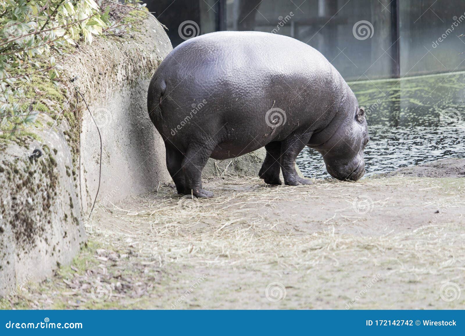 Back View of a Hippopotamus Drinking Water by the Shore of a Pond Stock ...