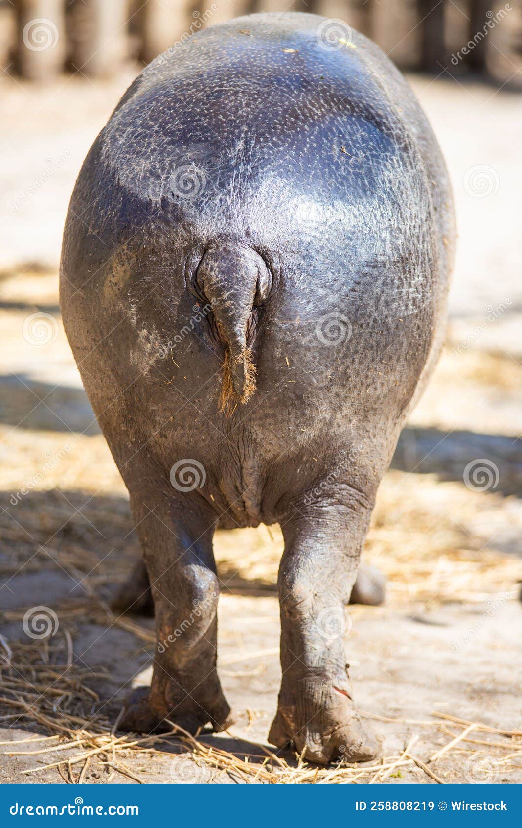 Back View of a Hippopotamus in the Szeged Zoo in Hungary Stock Image ...