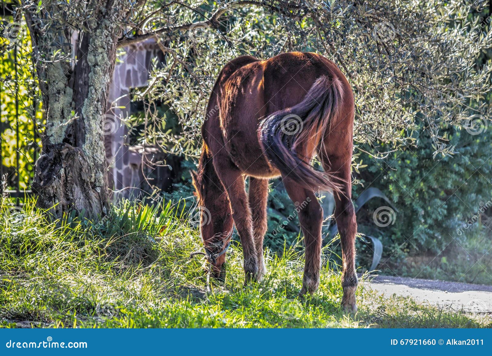 Back View of a Horse Grazing Stock Photo - Image of horse, eating: 67921660