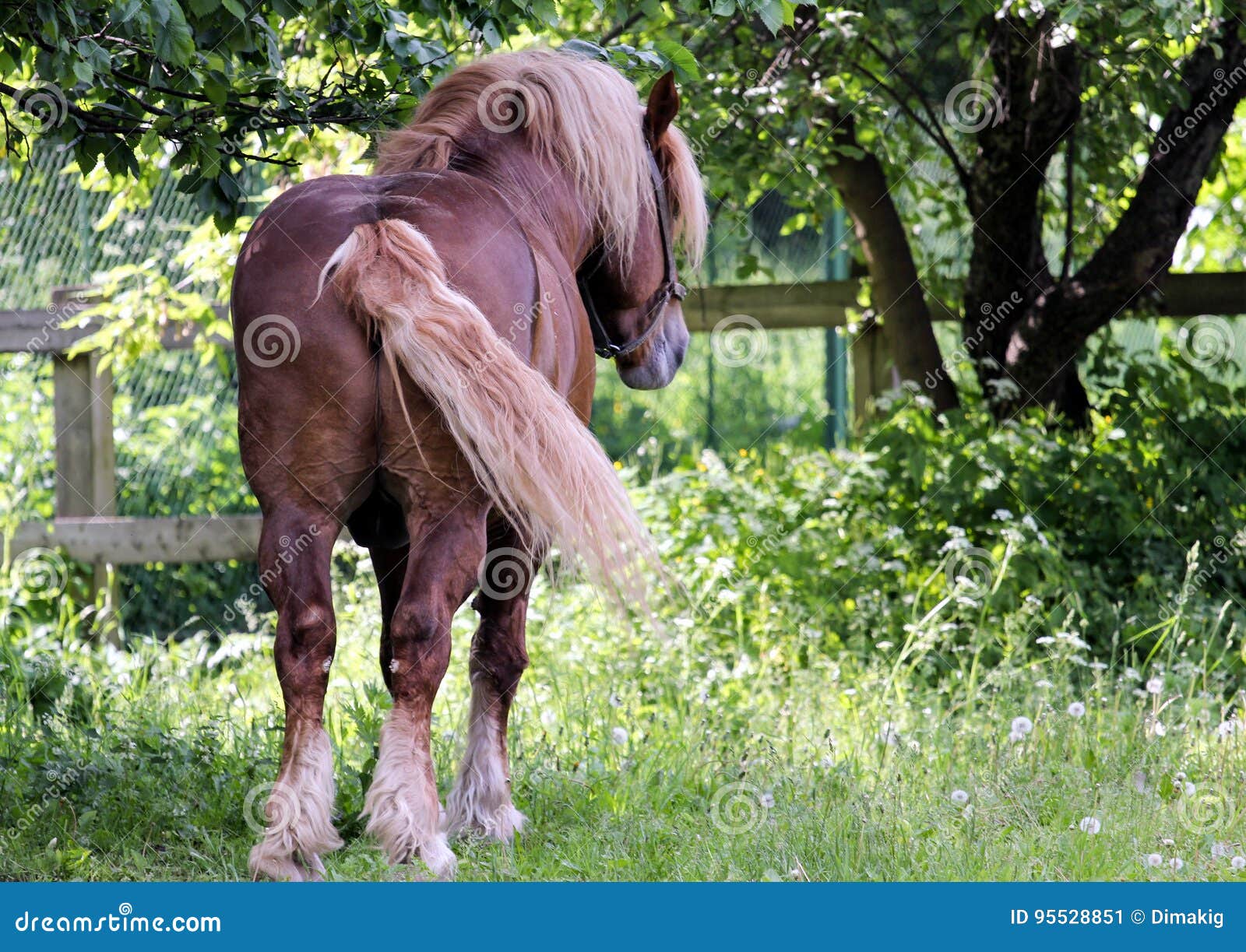 Back View of a Horse Standing in the Garden Stock Image - Image of away ...
