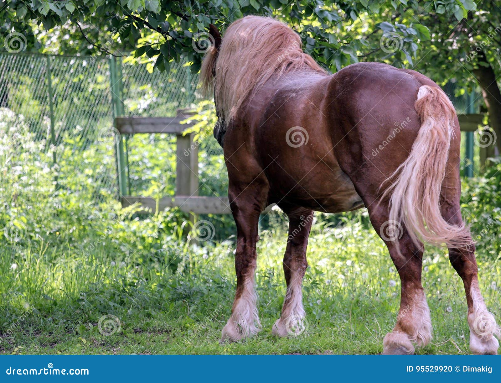 Back View of a Horse Standing in the Garden Stock Photo - Image of ...