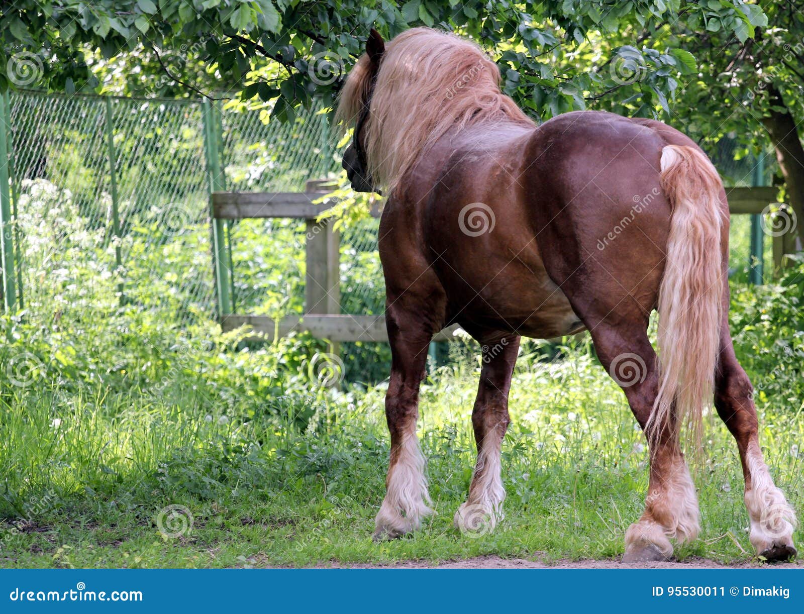 Back View of a Horse Standing in the Garden Stock Image - Image of ...