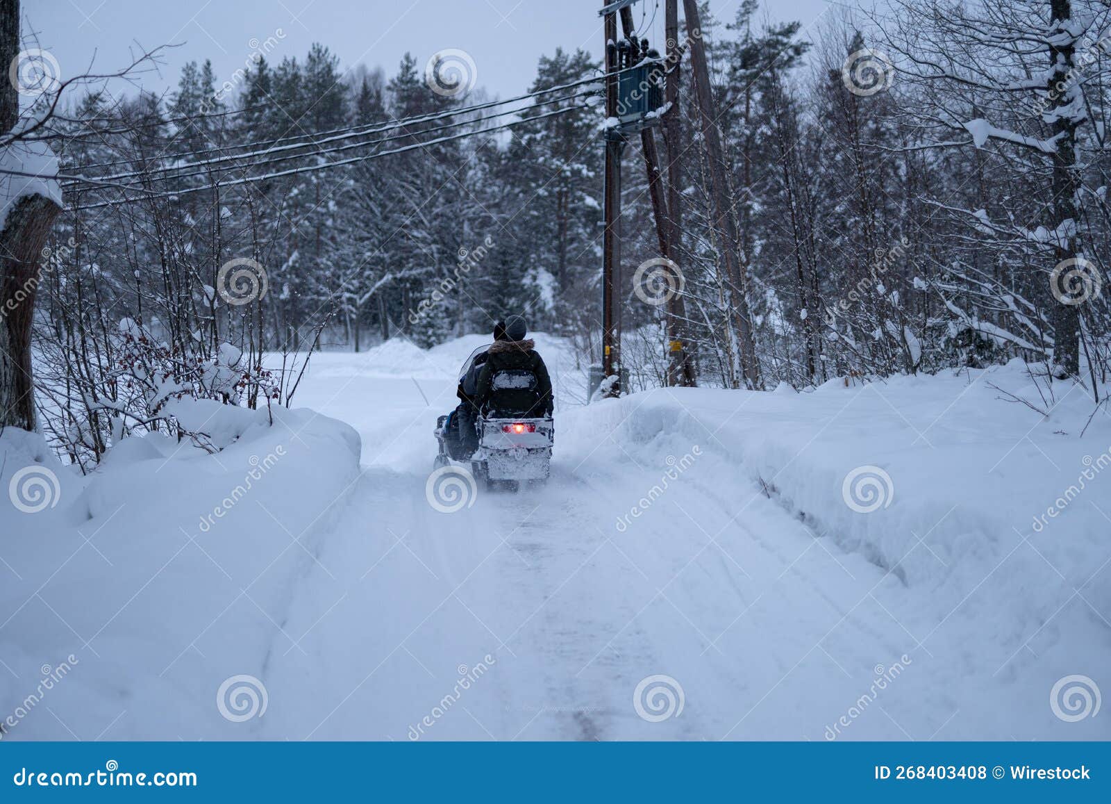 Back View of Human Driving Snowmobile in Forest Stock Photo - Image of ...