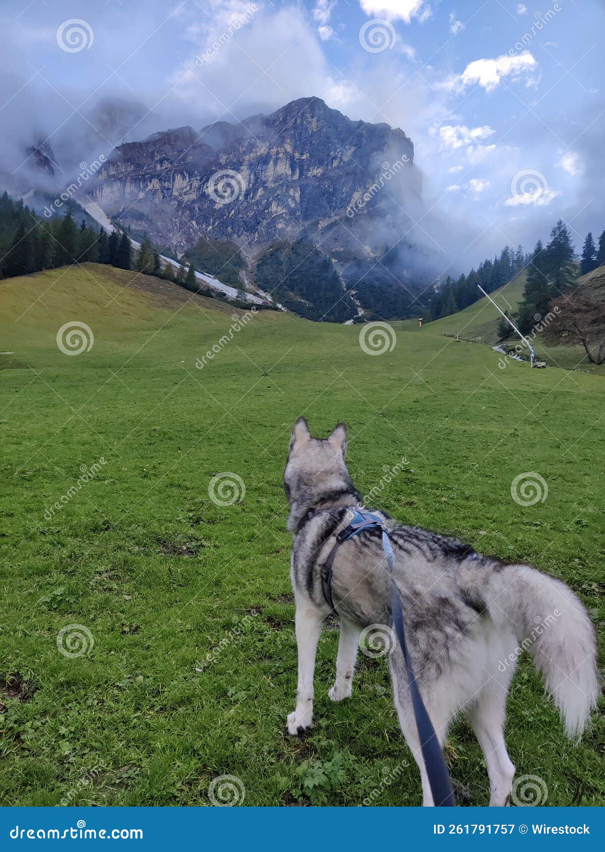 Back View of Husky Standing in Front of Mountains Stock Image - Image ...