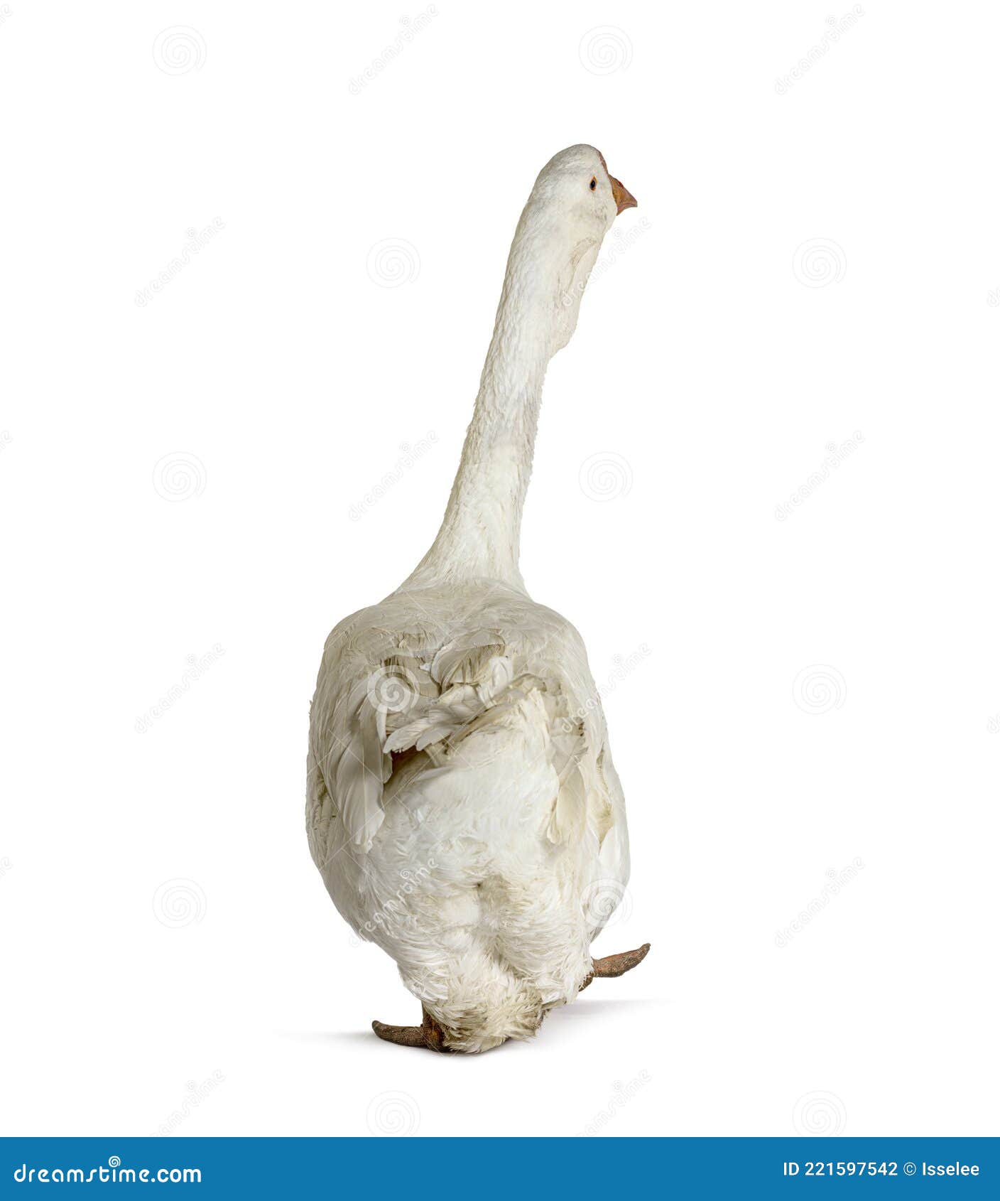 Back View of Kholmogory Goose Going Away Stock Photo - Image of ...
