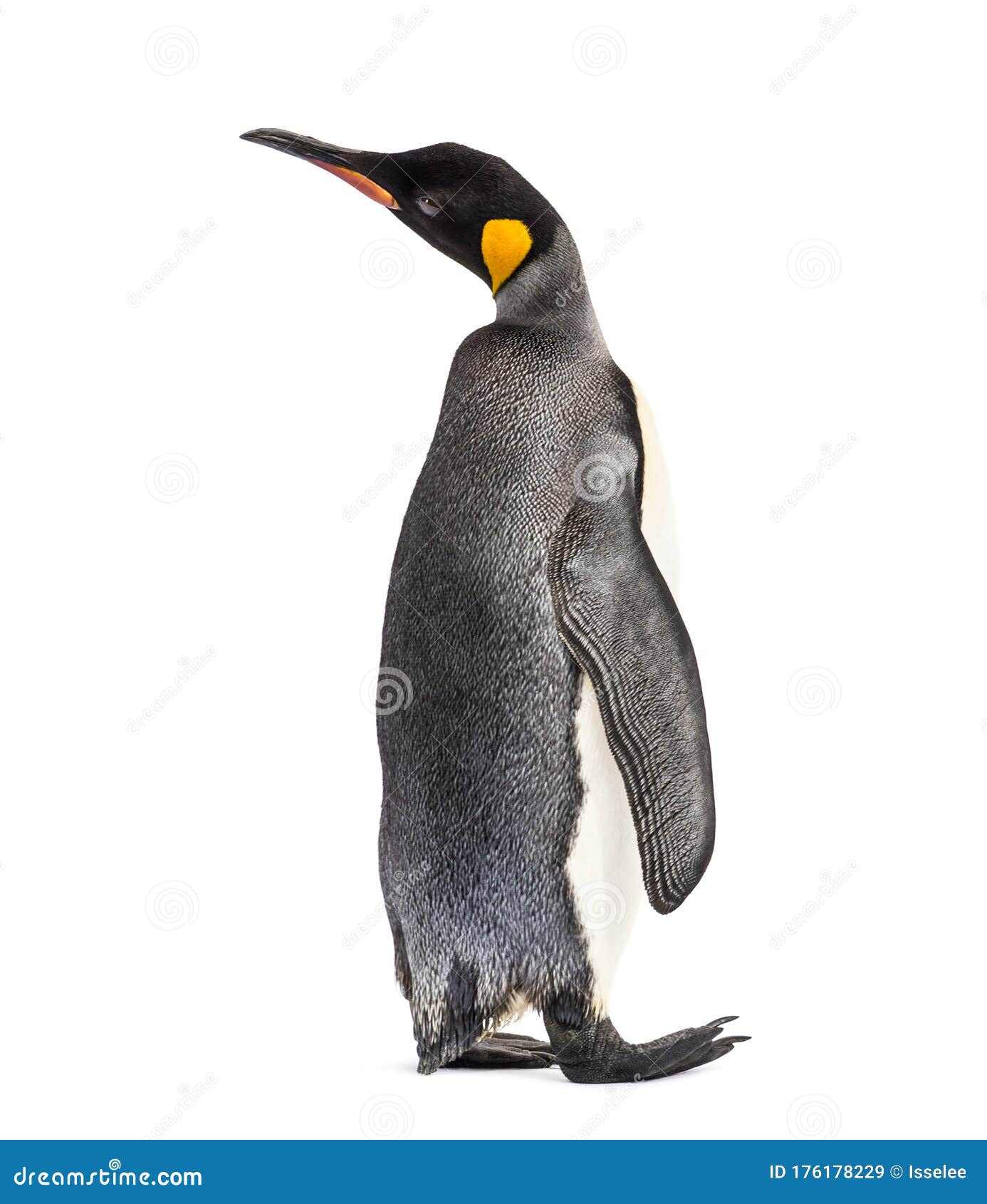 Back View of a King Penguin Stock Image - Image of patagonicus, animal ...