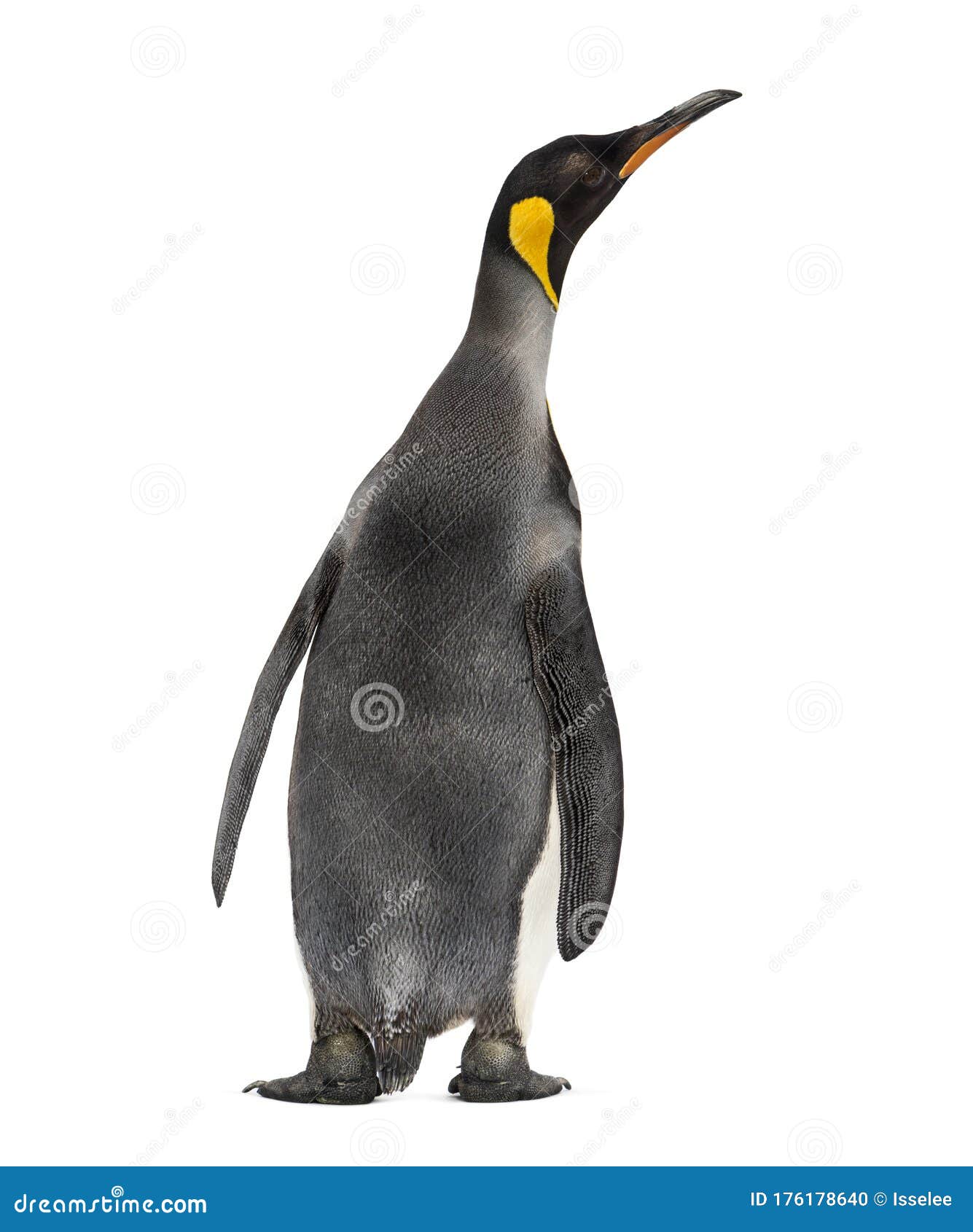 Back View of a King Penguin Stock Photo - Image of black, isolated ...