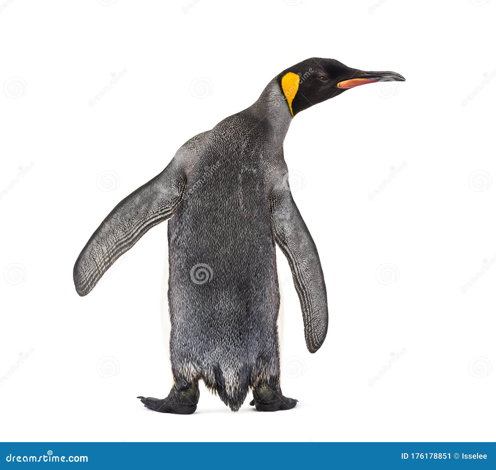 Back View of a King Penguin Stock Image - Image of vertebrate, black ...