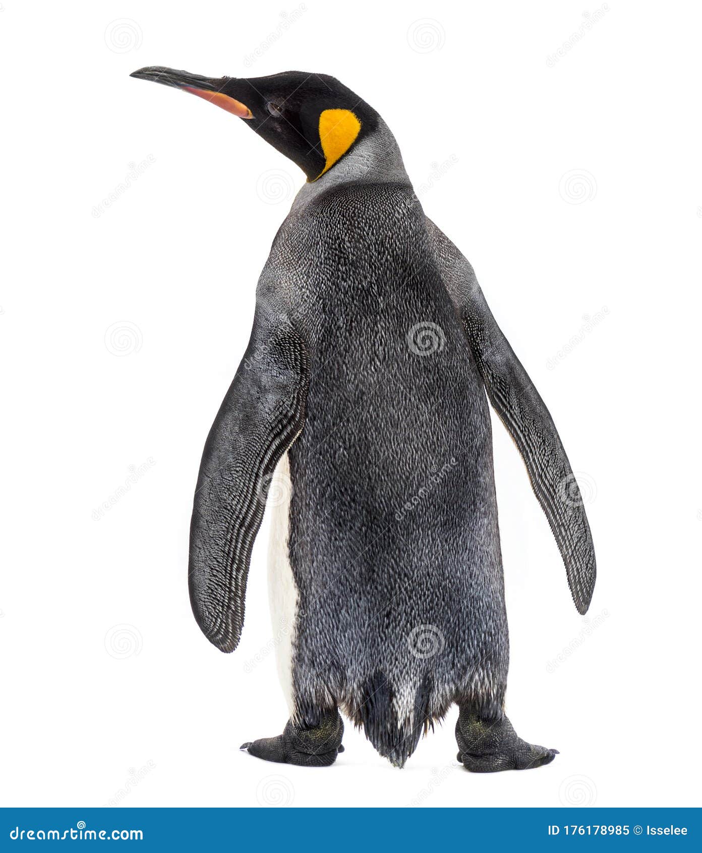 Back View of a King Penguin Stock Image - Image of studio, wildlife ...