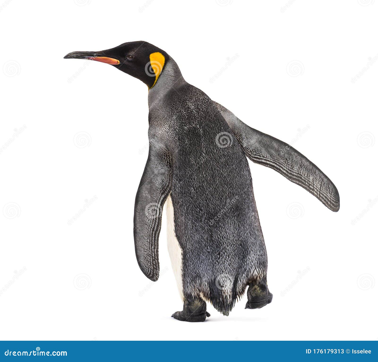 Back View of a King Penguin Stock Image - Image of grey, wings: 176179313
