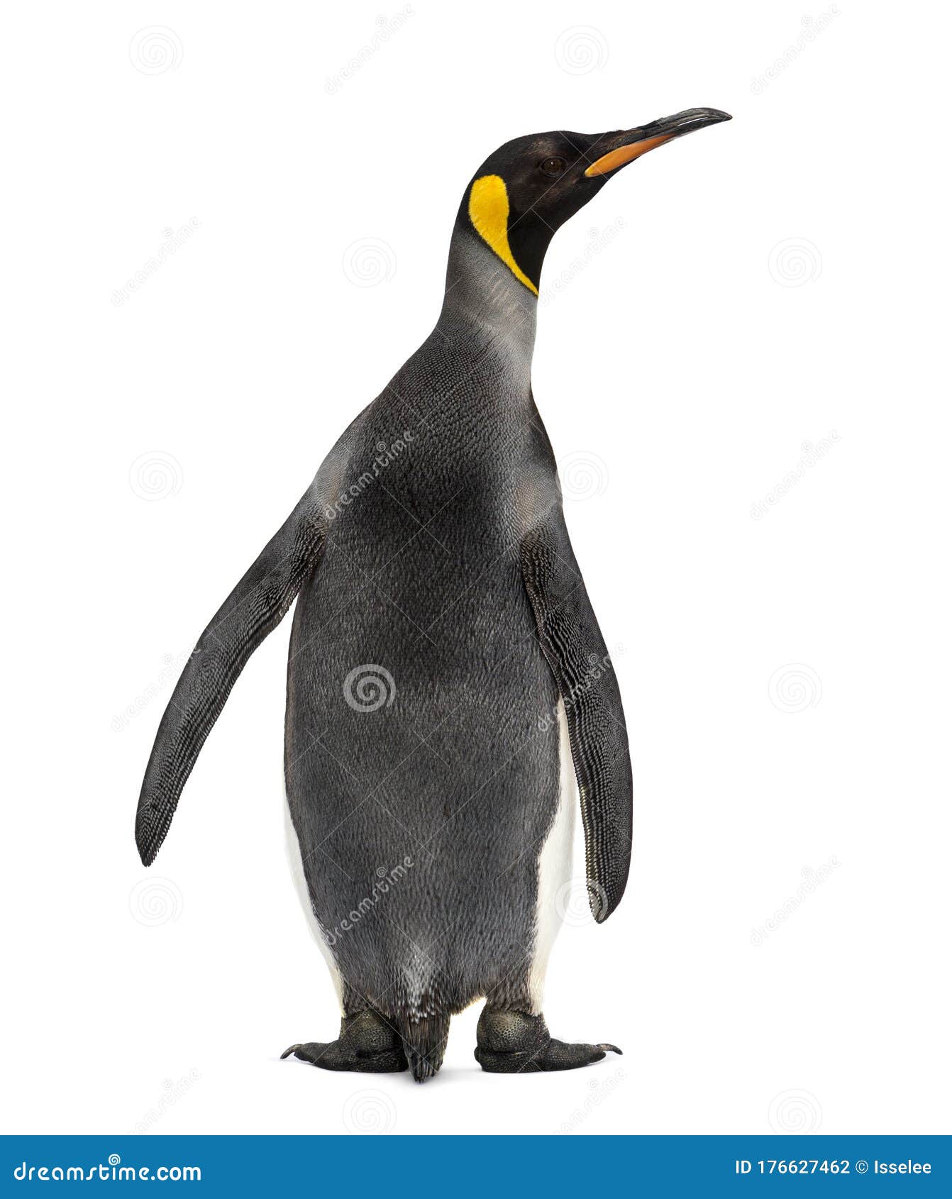 Back View of a King Penguin Isolated Stock Photo - Image of people ...