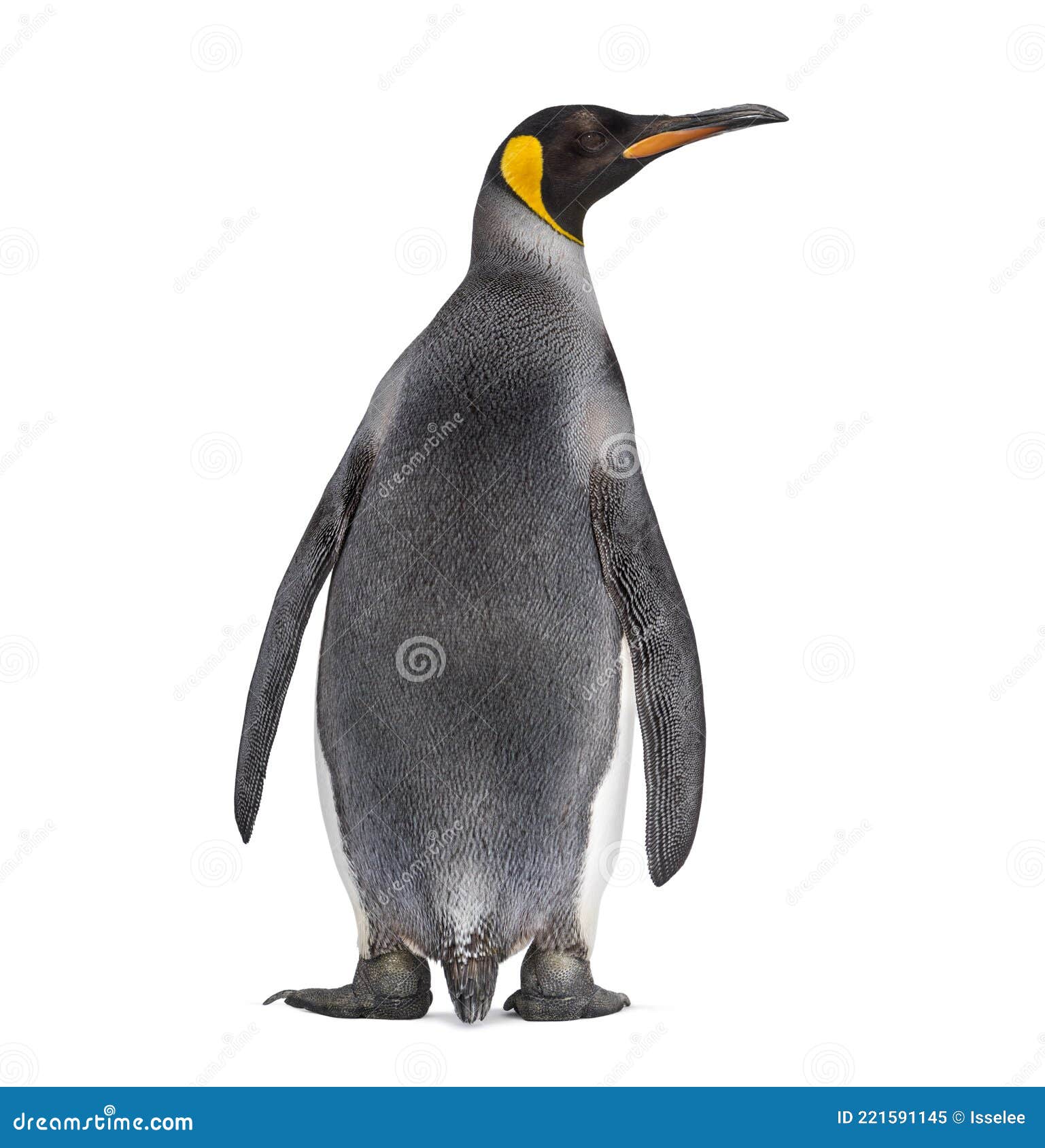 Back View of a King Penguin Stock Image - Image of animal, white: 221591145