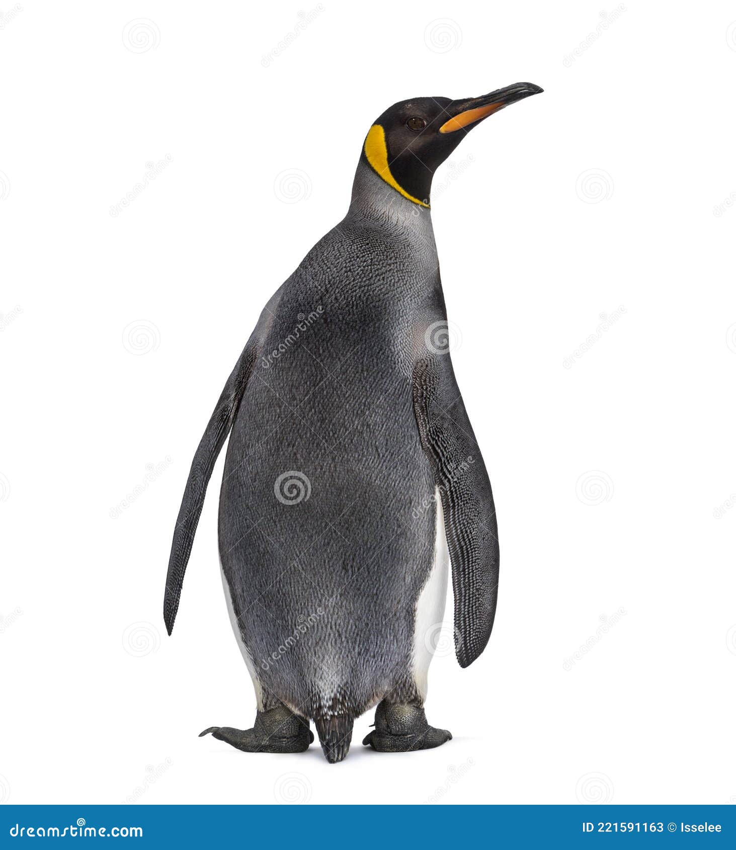Back View of a King Penguin Stock Image - Image of yellow, looking ...