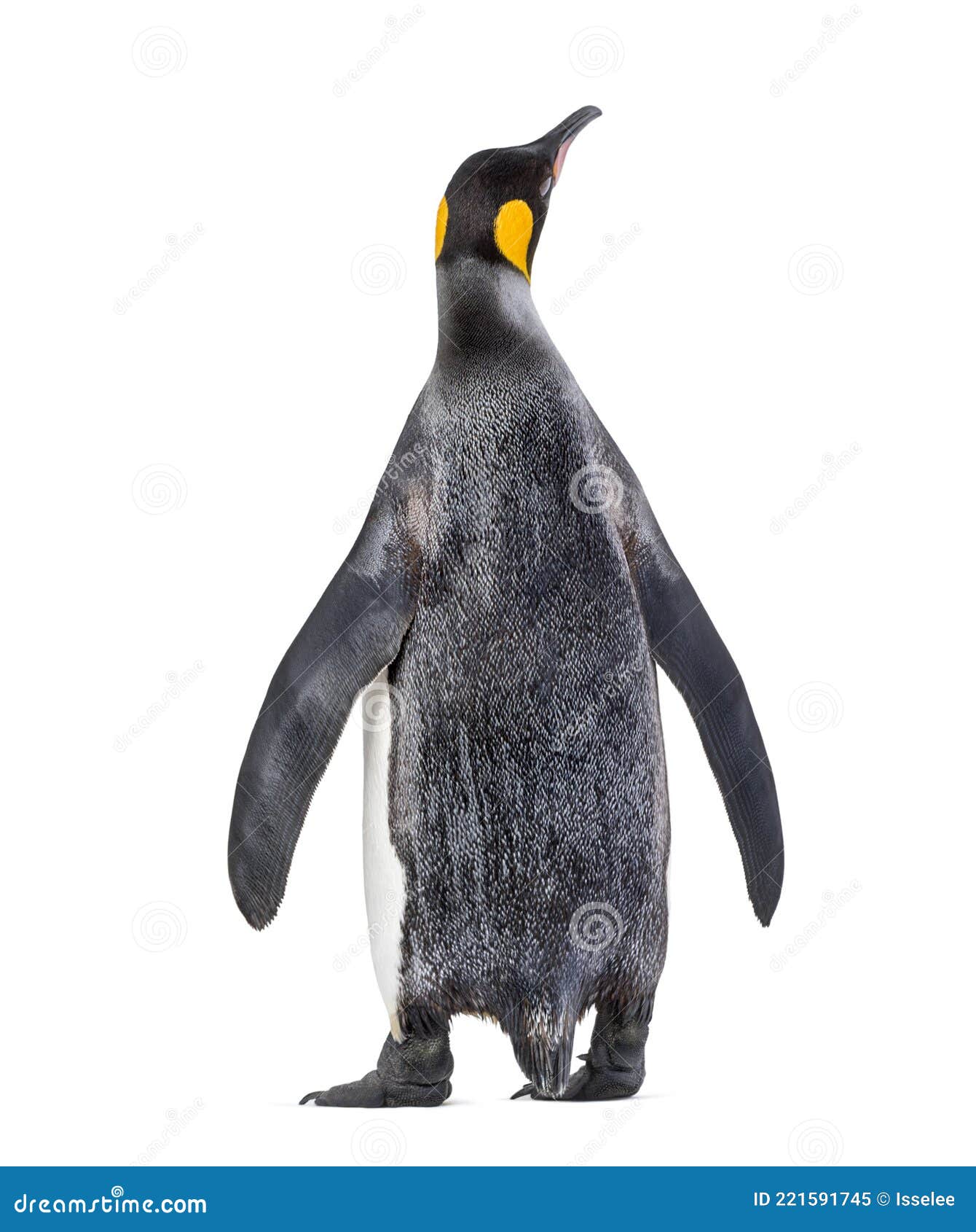 Back View of a King Penguin Looking Up Stock Image - Image of white ...