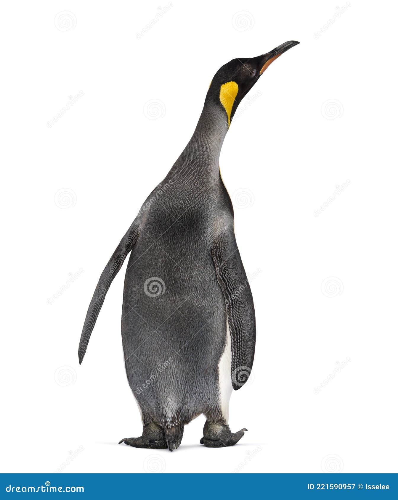 King Penguin Standing, Isolated Stock Image - Image of view, fauna ...