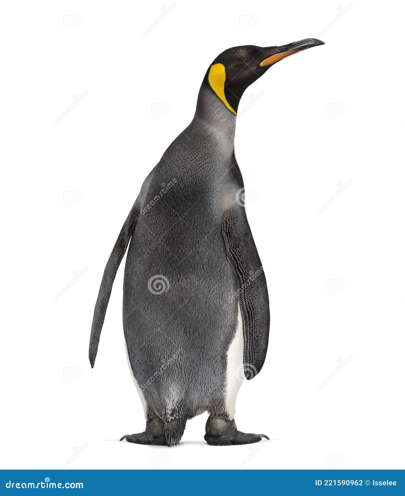King Penguin Standing, Isolated Stock Photo - Image of cold, vertebrate ...