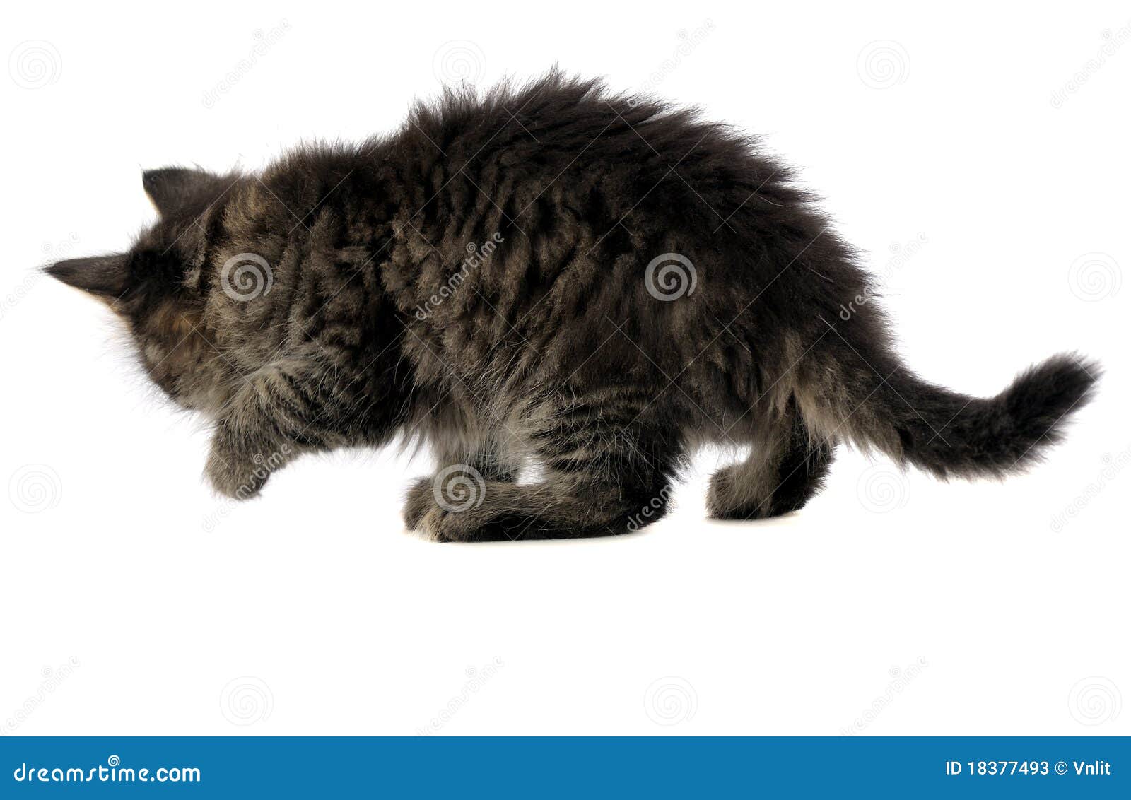 Back view of kitten stock image. Image of domestic, isolated - 18377493