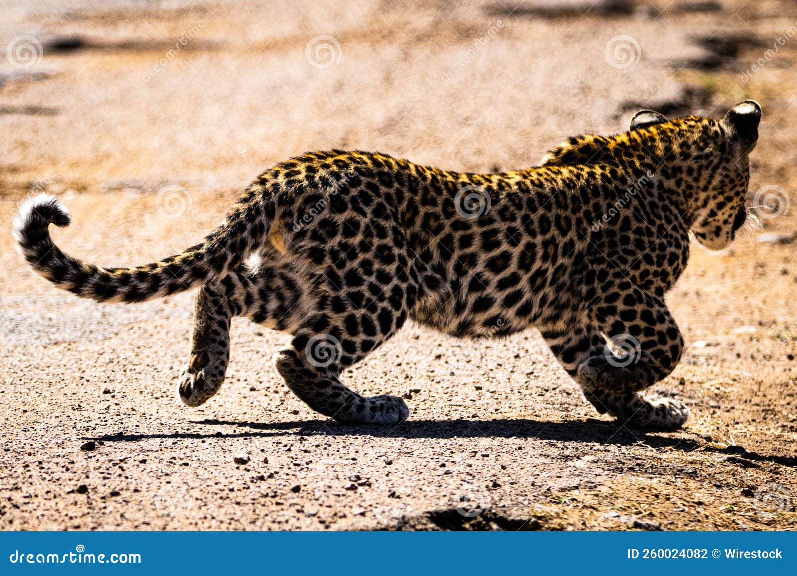 Back View of Leopard Running on Rocky Ground Stock Photo - Image of ...