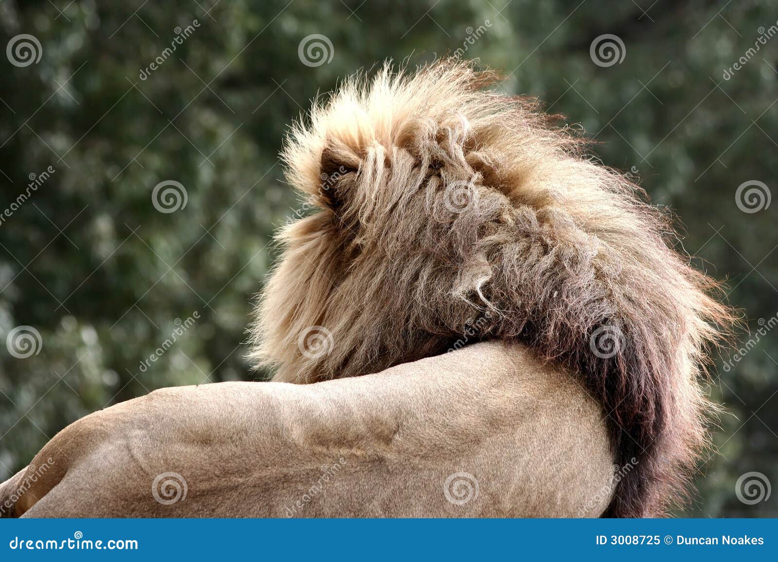 Back view of lion stock image. Image of five, african - 3008725