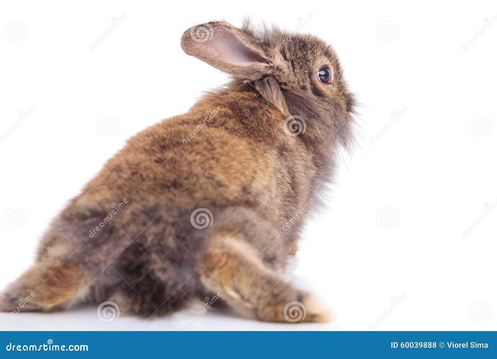 Back View of a Lion Head Rabbit Bunny Lying Stock Photo - Image of ...