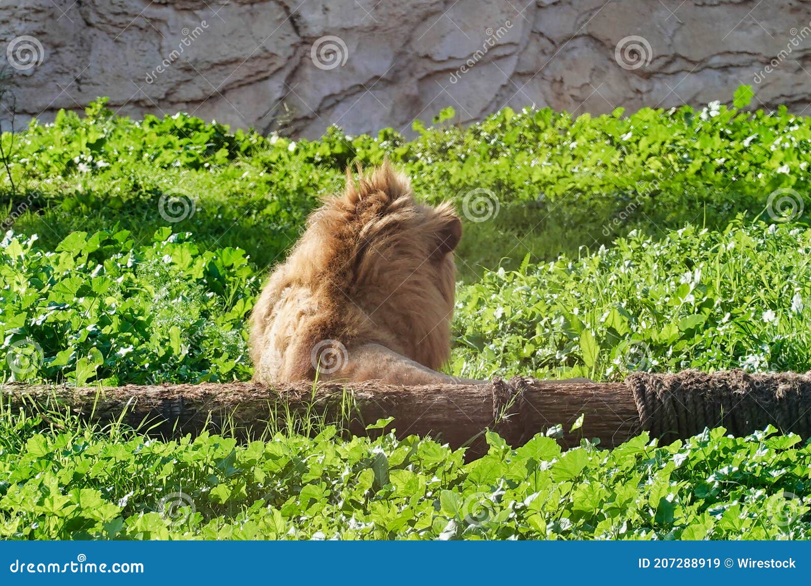 Back View of a Lion Sitting on a Field Stock Image - Image of nature ...