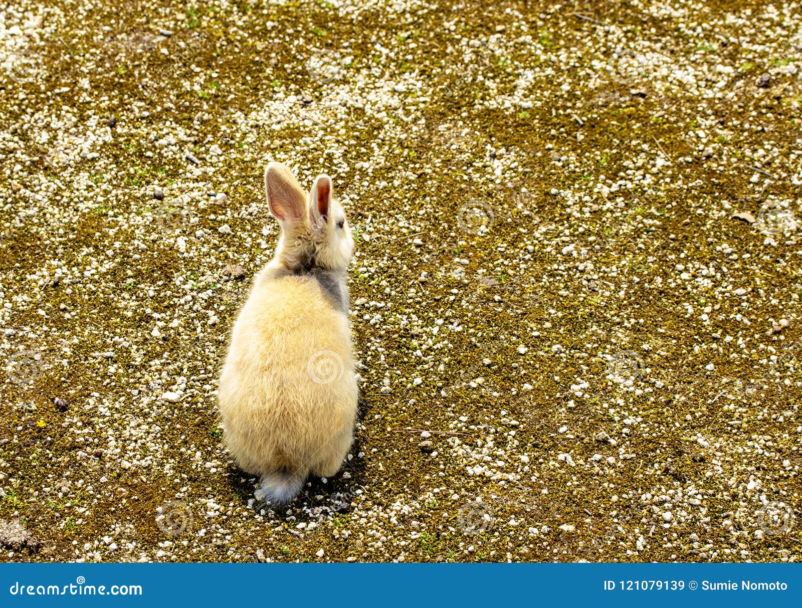 Patchy Bunny Stock Photo | CartoonDealer.com #81058692