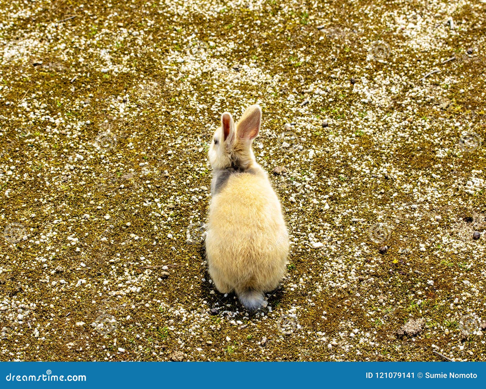 Patchy Bunny Stock Photo | CartoonDealer.com #81058692