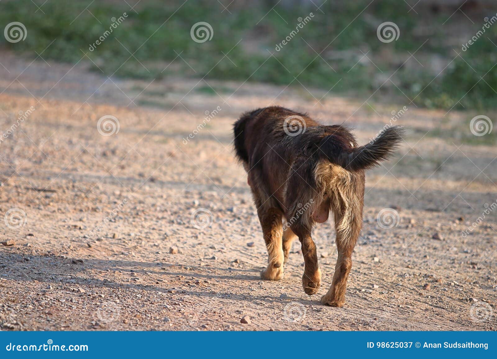 Back View of Lonely Dog Walking on the Ground. Selective Focus and ...