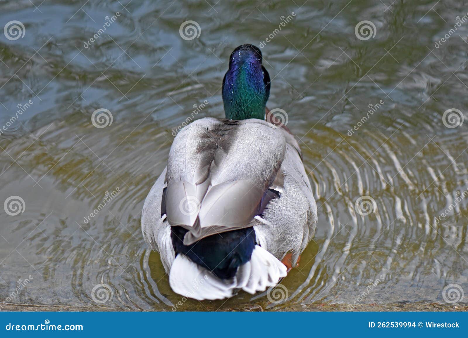 Back View of a Male Mallard with Gray Plumage Floating in the Pond ...