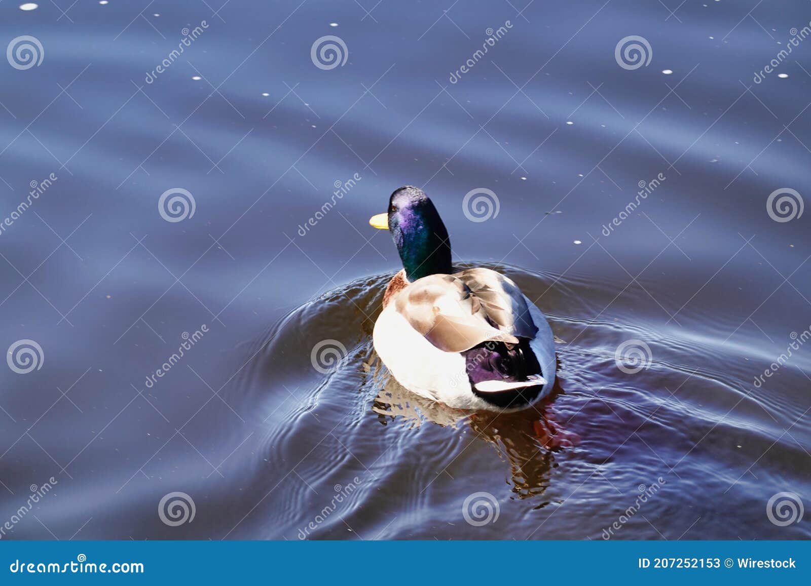 Back View of a Mallard Duck Swimming in a Po Stock Image - Image of ...