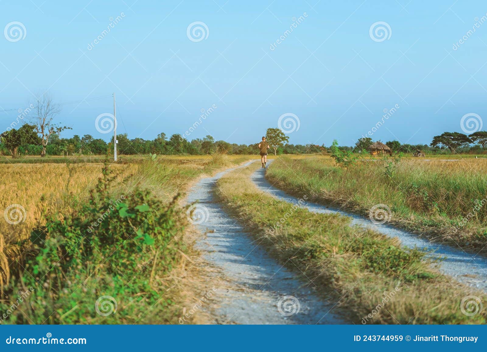 Back View of Man Running and Exercising on the Path through the Rice ...