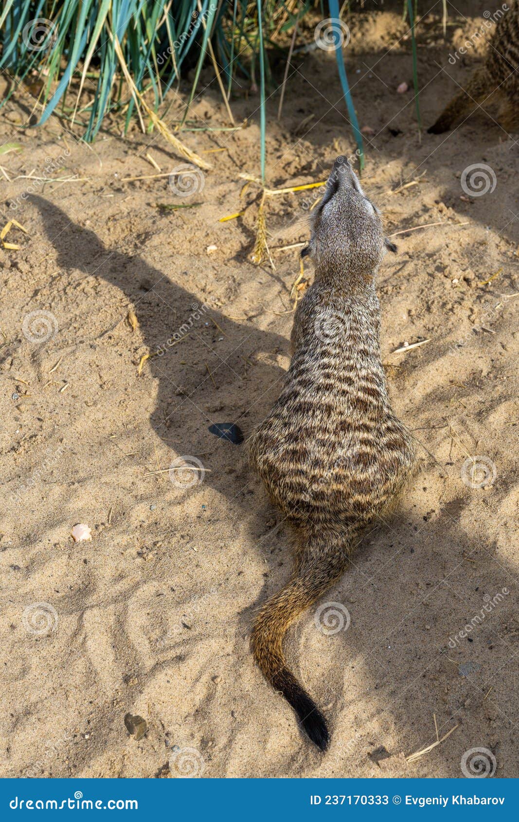 Back View of a Meerkat with a Black Tail Stock Image - Image of park ...