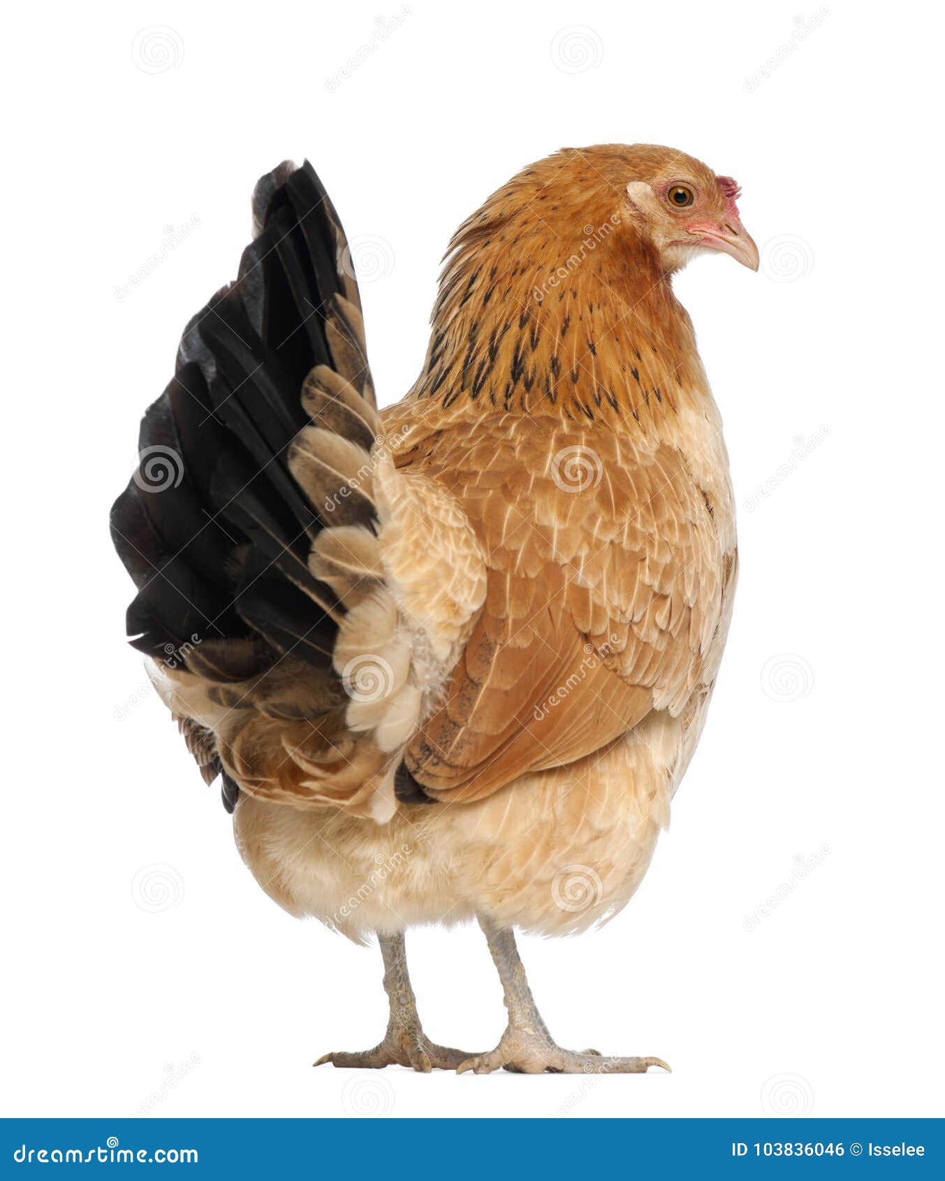 Back view of a Hen stock photo. Image of view, togetherness - 103836046