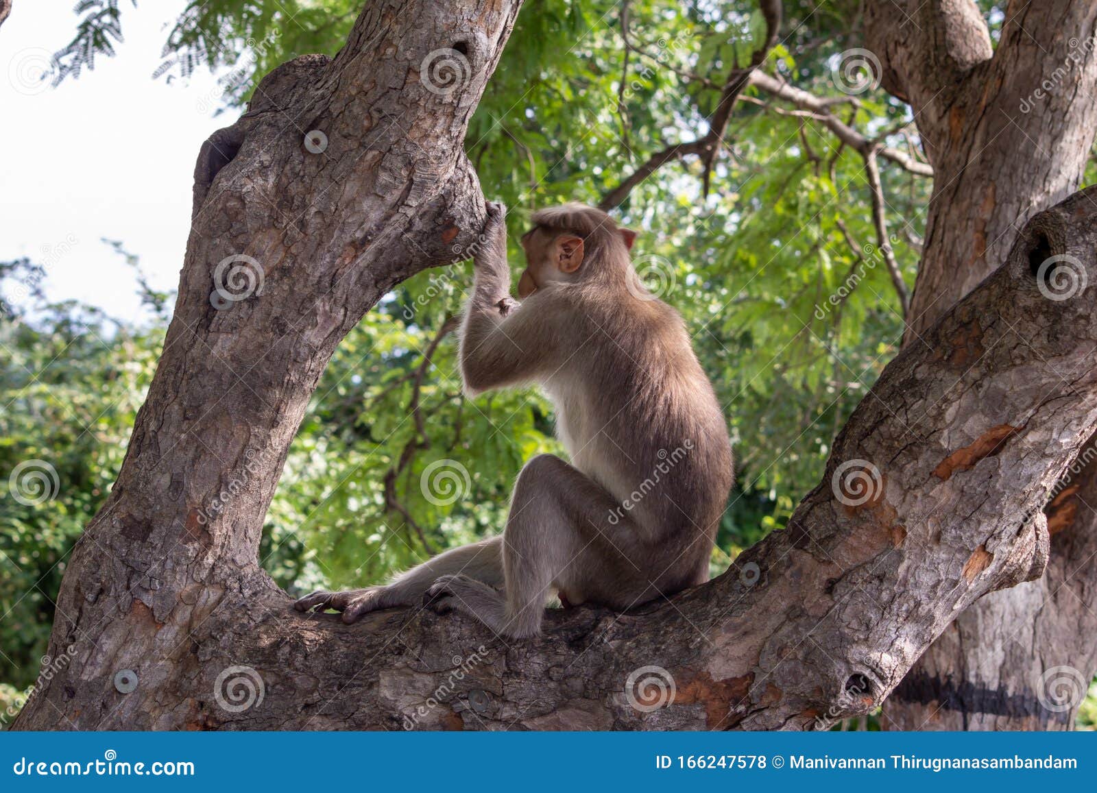 Back View of a Monkey Sitting on a Tree Branch and Looking at the Ghat ...