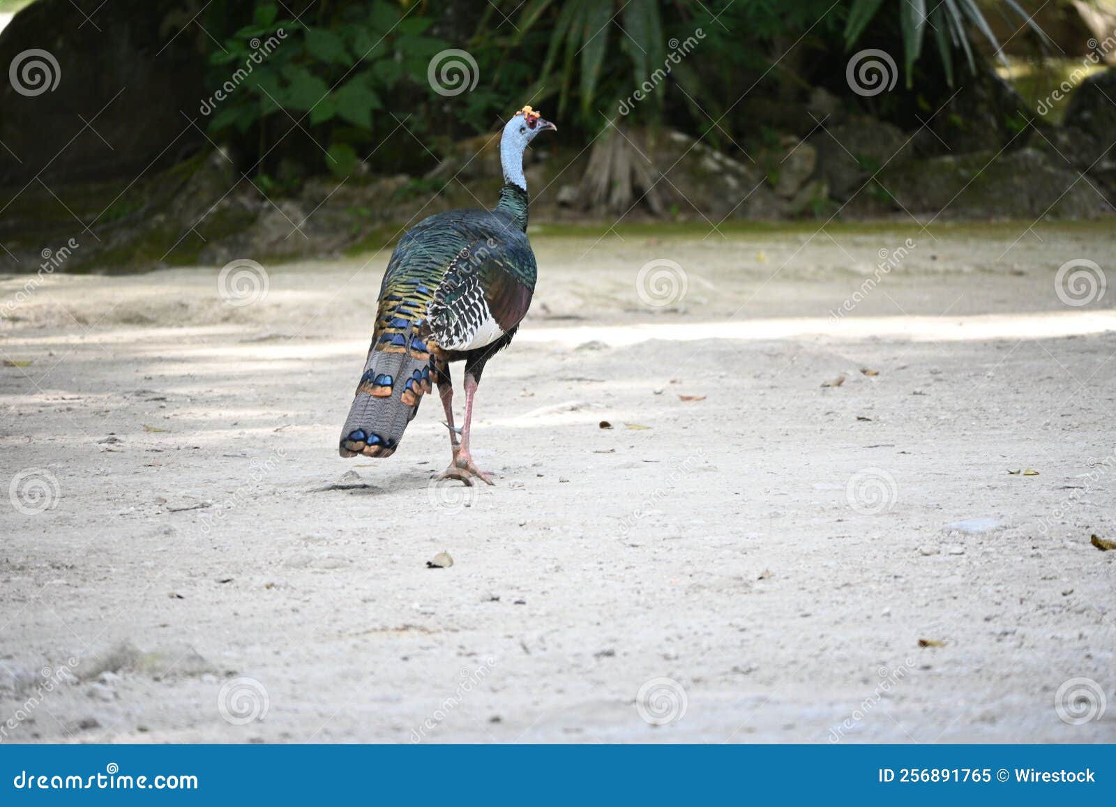 Back View of Ocellated Turkey Standing on Sandy Ground Stock Image ...