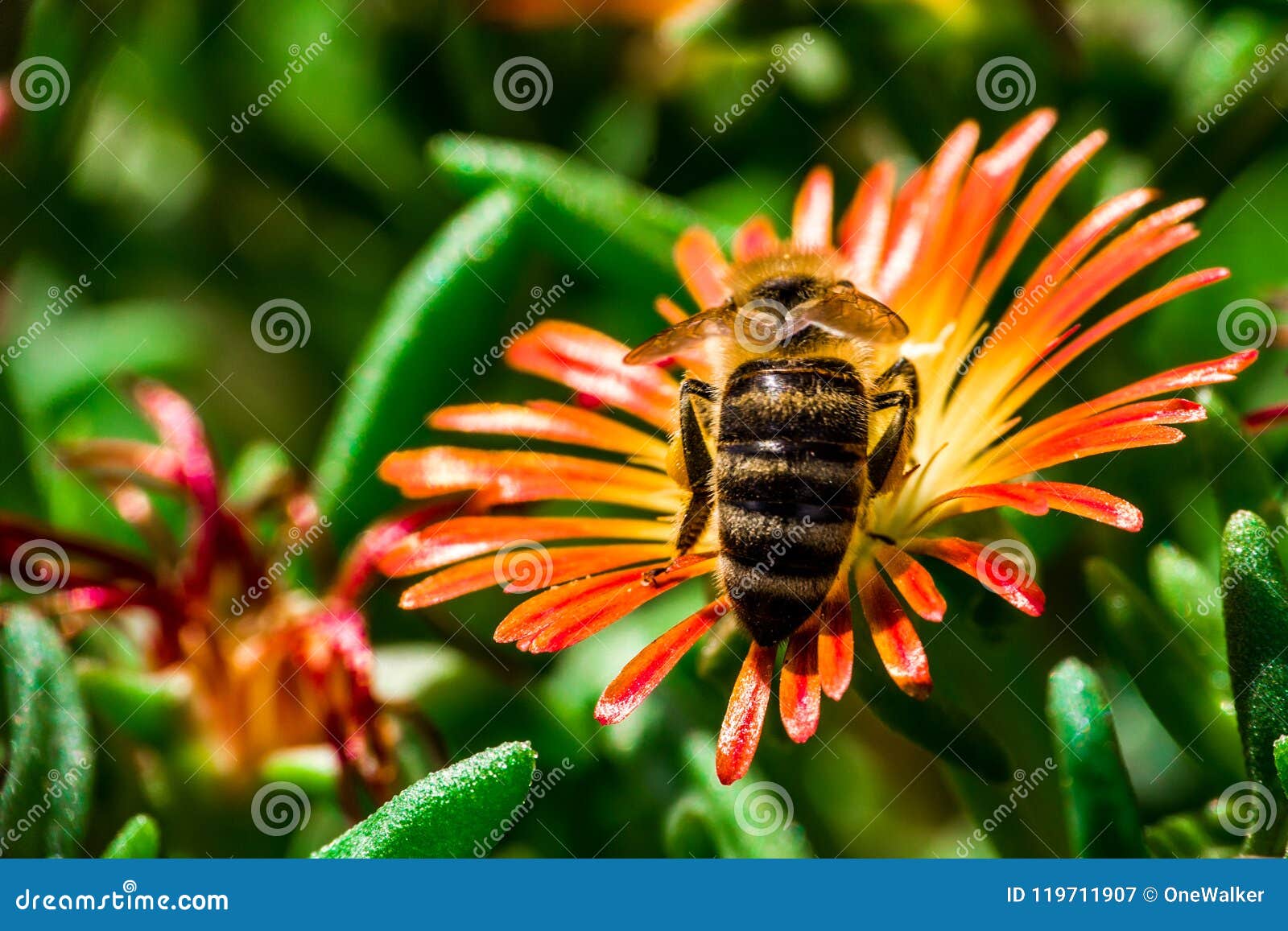 Back View of One Bee on the Red and Yellow Bloom. Stock Image - Image ...