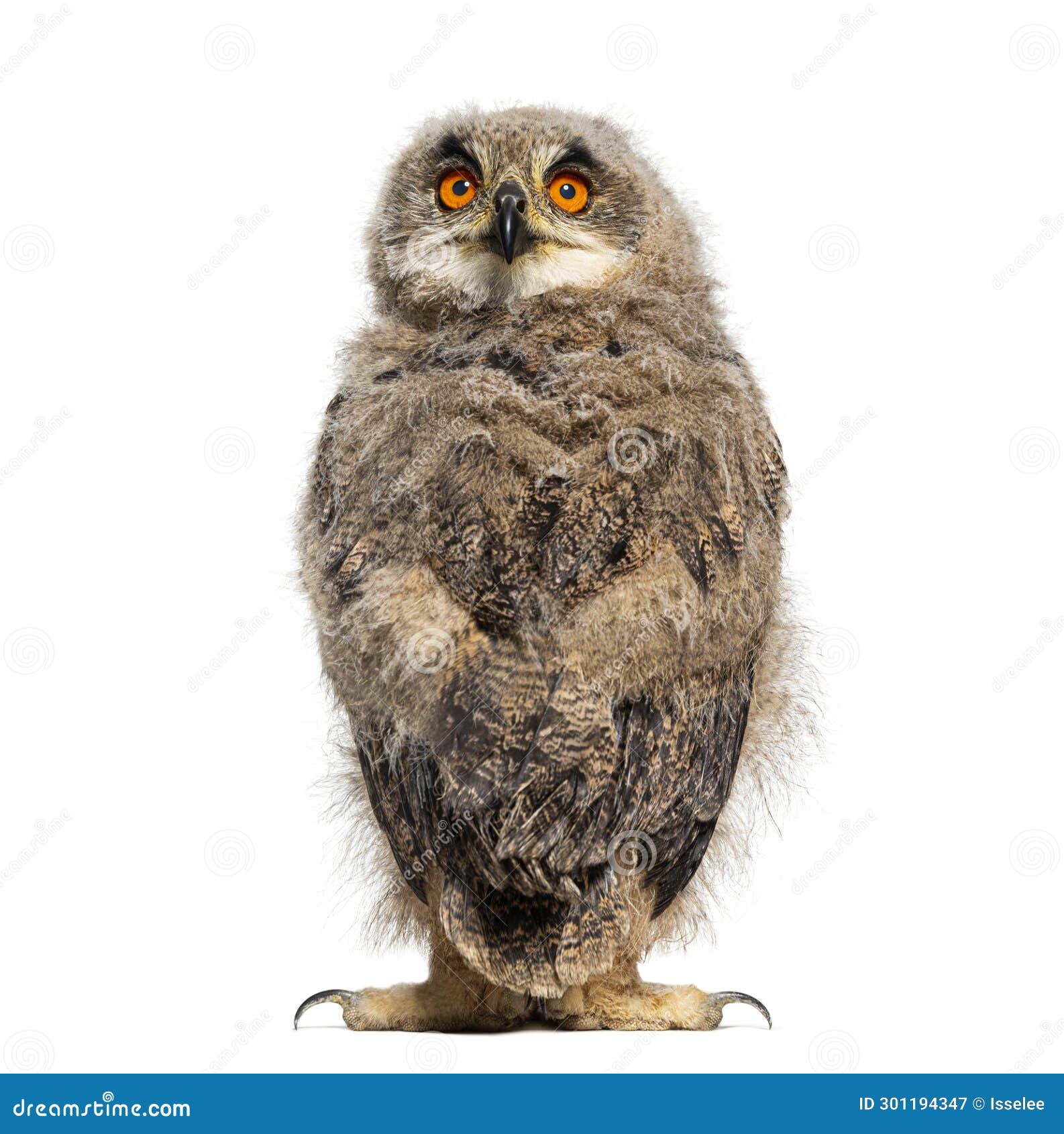 Back View on a One Month Eurasian Eagle-Owl Chick Turning His Head ...