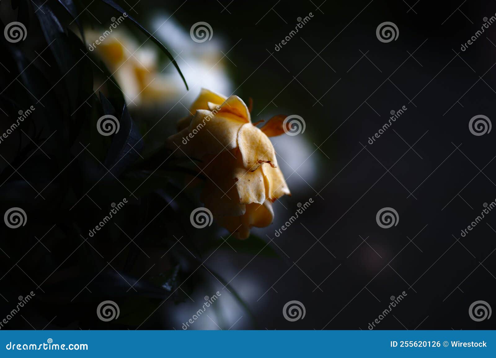 Back View of an Orange Garden Rose Stock Photo - Image of color ...